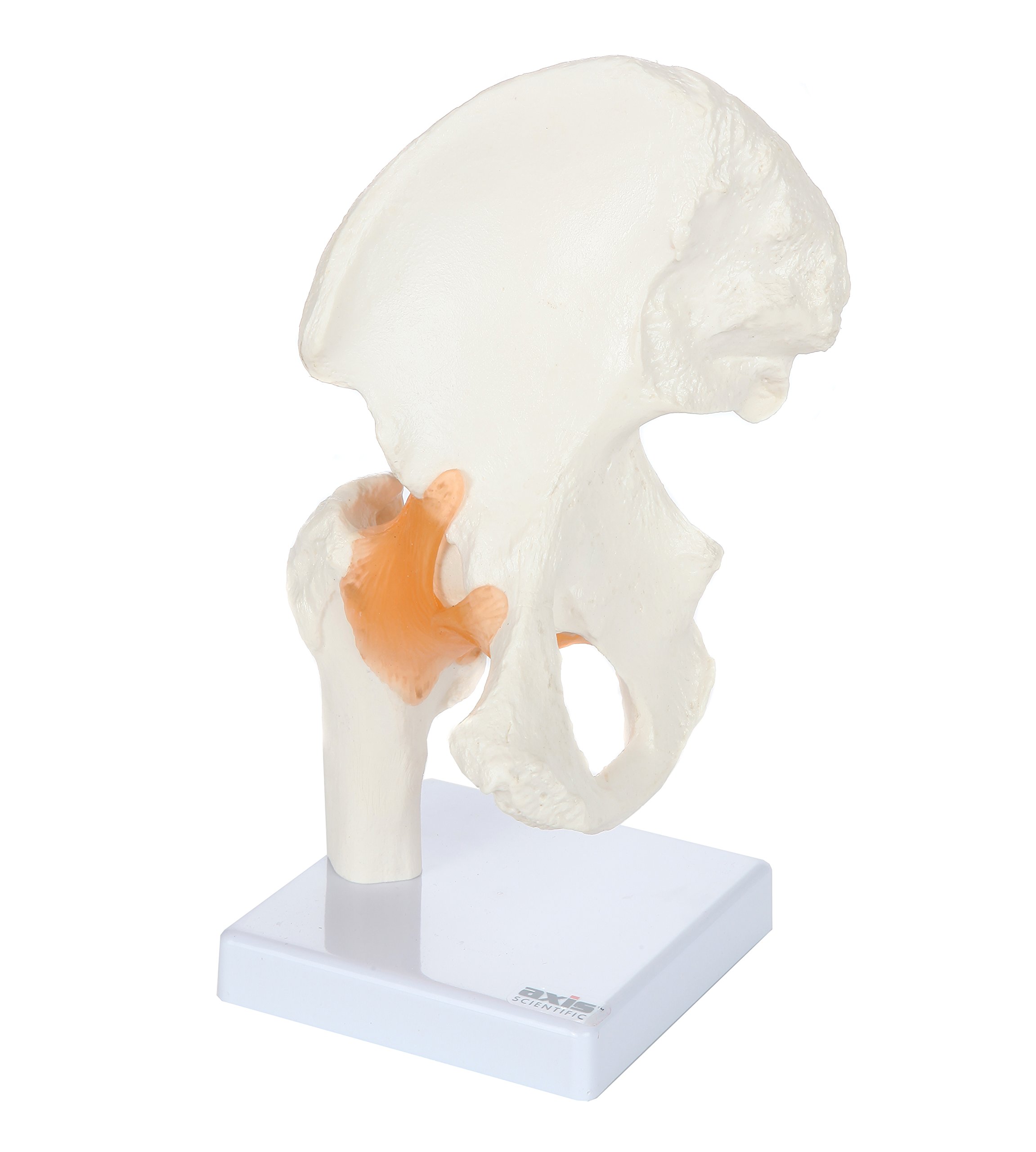 Axis Scientific Life Size Human Hip Bone Anatomy Model – Premium Hip Joint Anatomy Model for Medical Students with Flexible Ligaments and Bony Landmarks – Includes Base, Includes Product Manual