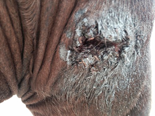 Big Mare | Horse Wound Lotion | Anti Bacterial/Anti Fungal | Healing, Soothing & Penetrating Formula | 8 oz Bottle