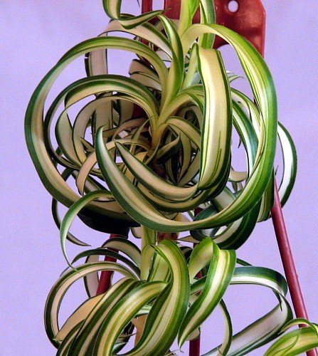 Bonnie Curly Spider Plant - Easy - Cleans the Air - 4" Pot - Grown by Hirt's Gardens