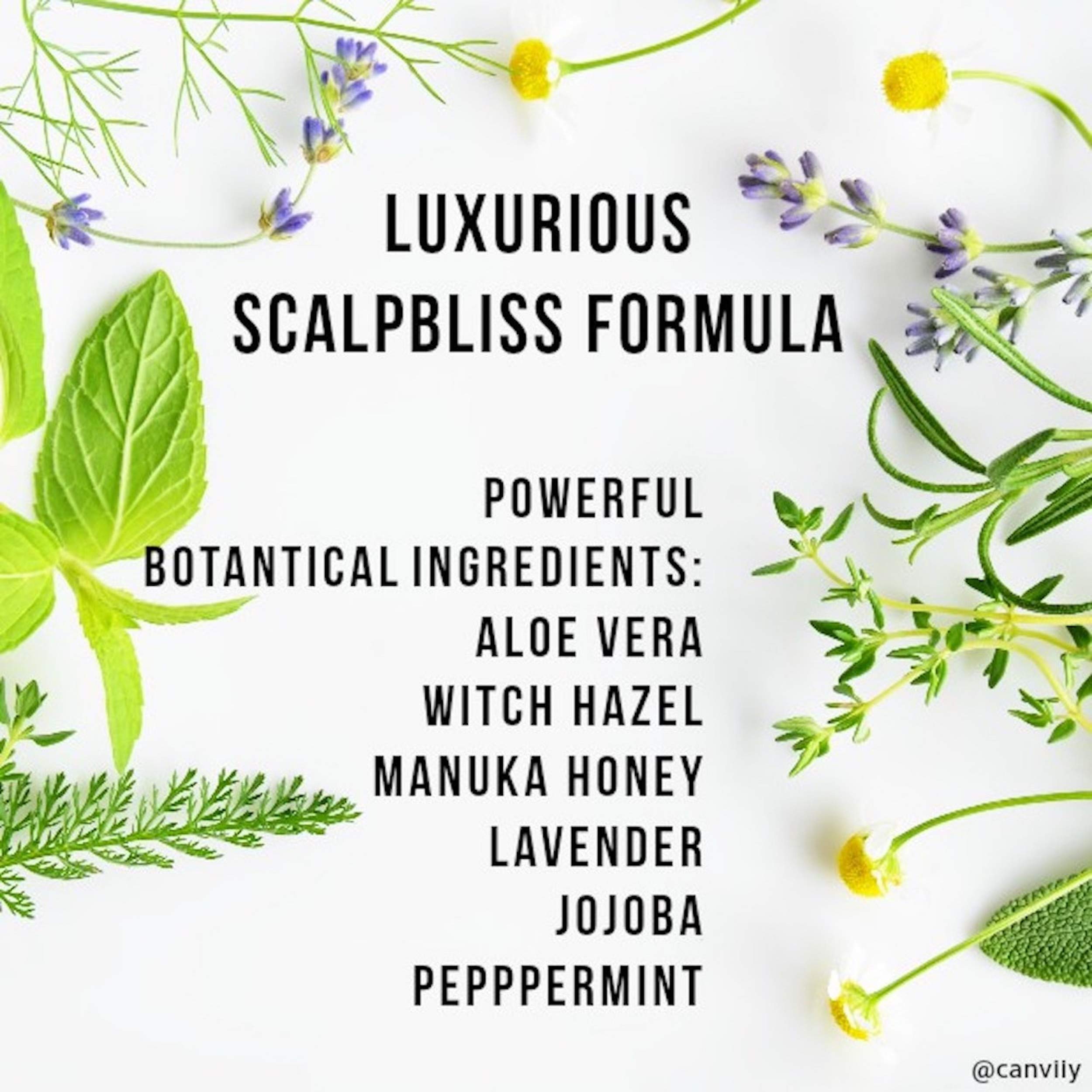 Canviiy ScalpBliss Itch-Calming Serum, Long-Lasting Soothing Scalp Moisturizer for Dry itchy Scalp, Enriched with Aloe Vera, Witch Hazel, Manuka Honey and Peppermint Oil (Organic Based)