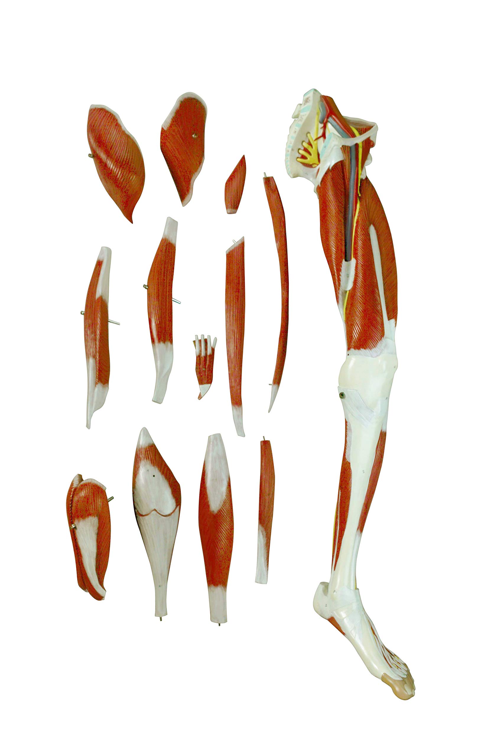Jackson Global JS00098 Muscles of The Human Leg, 13 Parts | 64 Identifiable Structures