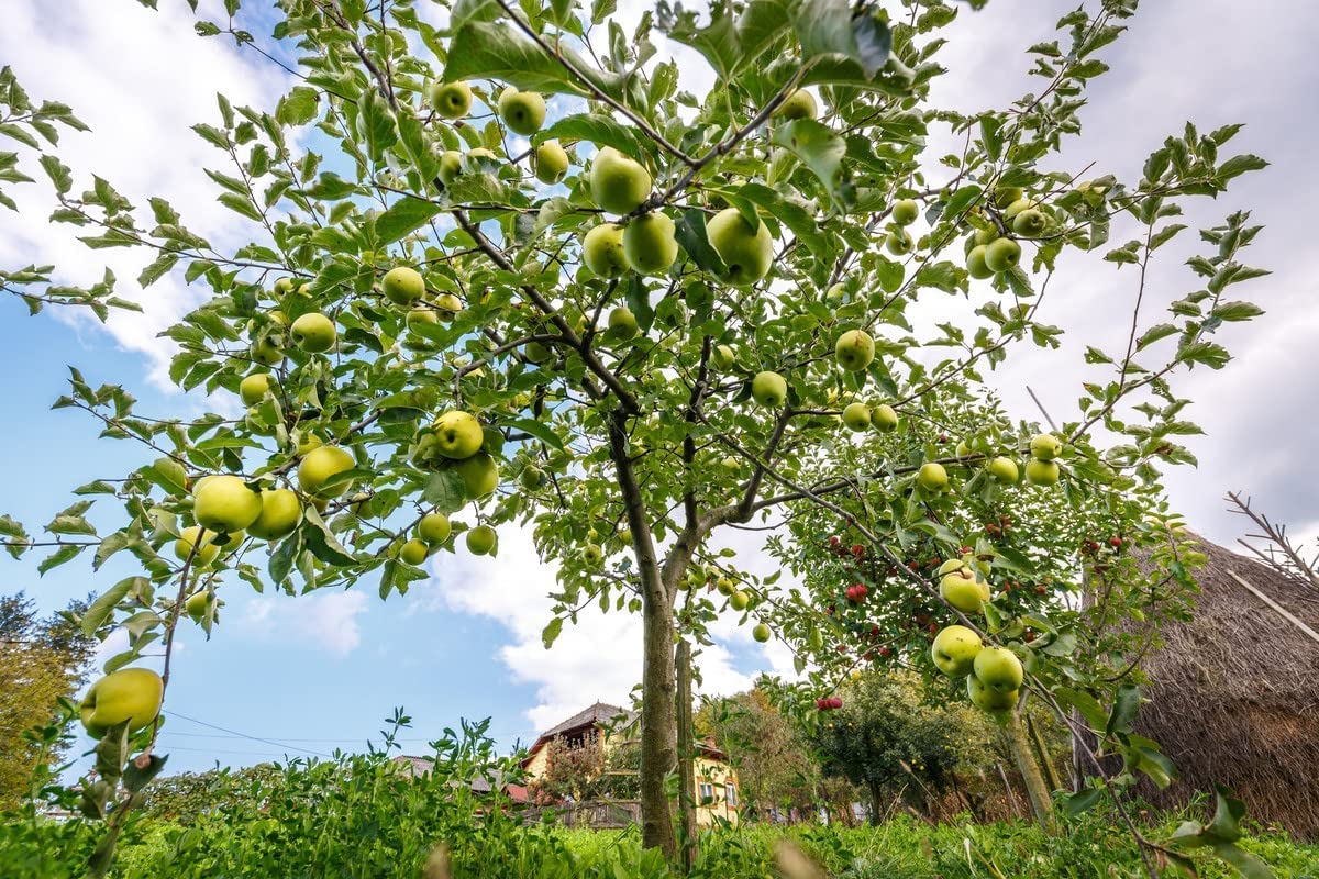2 Granny Smith Apple Tree 1Ft to 2Ft Live Plant Green Apple Fruit Tree No Ship CA Planting Hardy