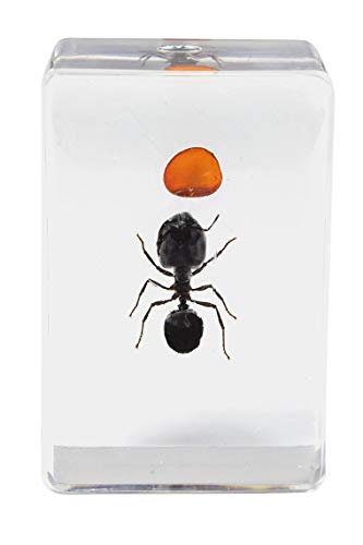 Celestron – Real 3D Bugs in Clear Resin – 4pc Set Includes Wasp, Ant, Chafer, and Beetle Specimens – Perfect for Science Eduction and Classroom – Use with Digital and Stereo Microscopes