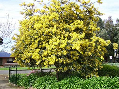 30+ Golden Mimosa Seeds Albizzia Acacia Tree Yellow Wattle Tree Flower