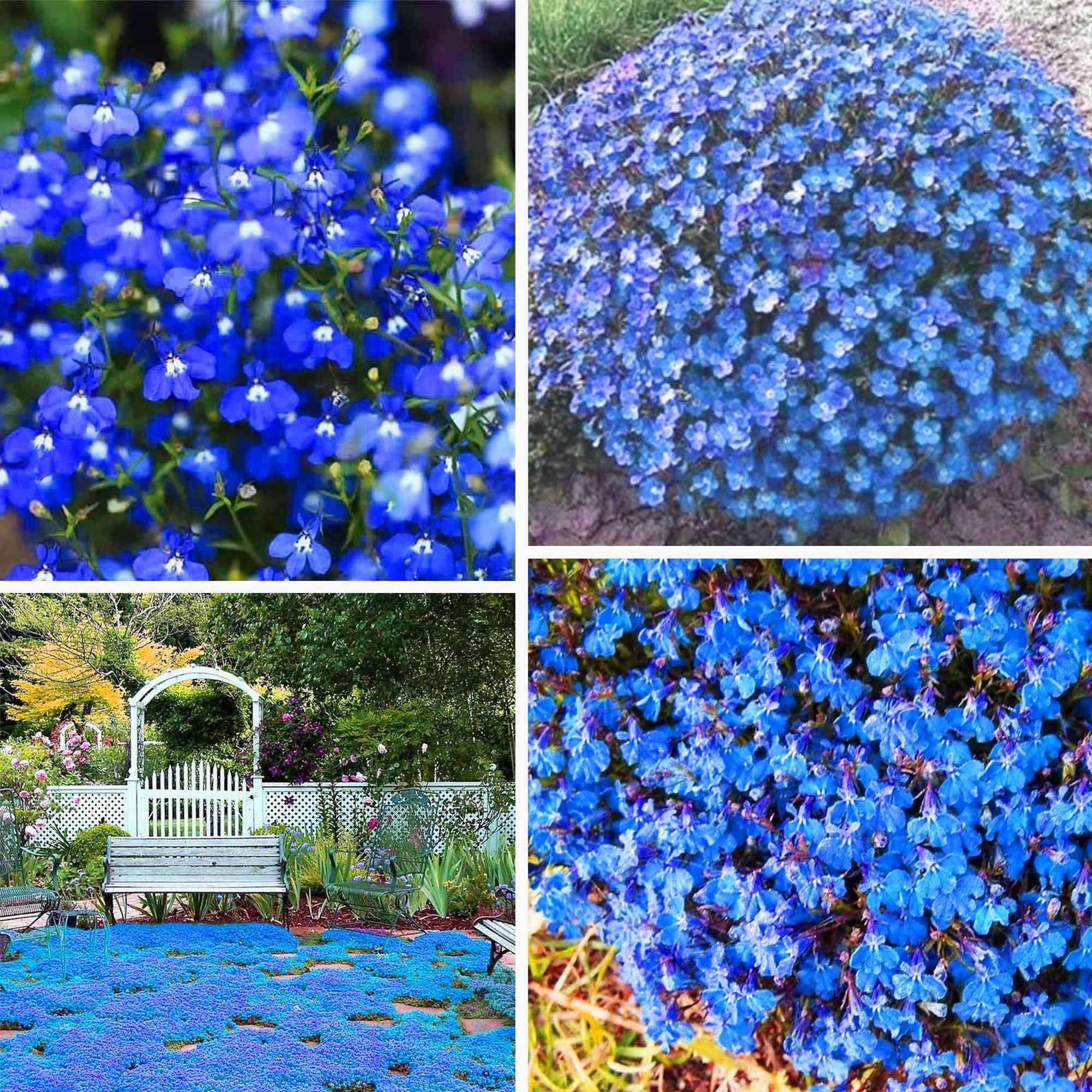 20000+ Peacock Blue Heirloom Creeping Thyme Lawn Seeds - Non-GMO Magic Ground Cover Flowers Seeds Perennial Thymus Serpyllum Seed for Planting