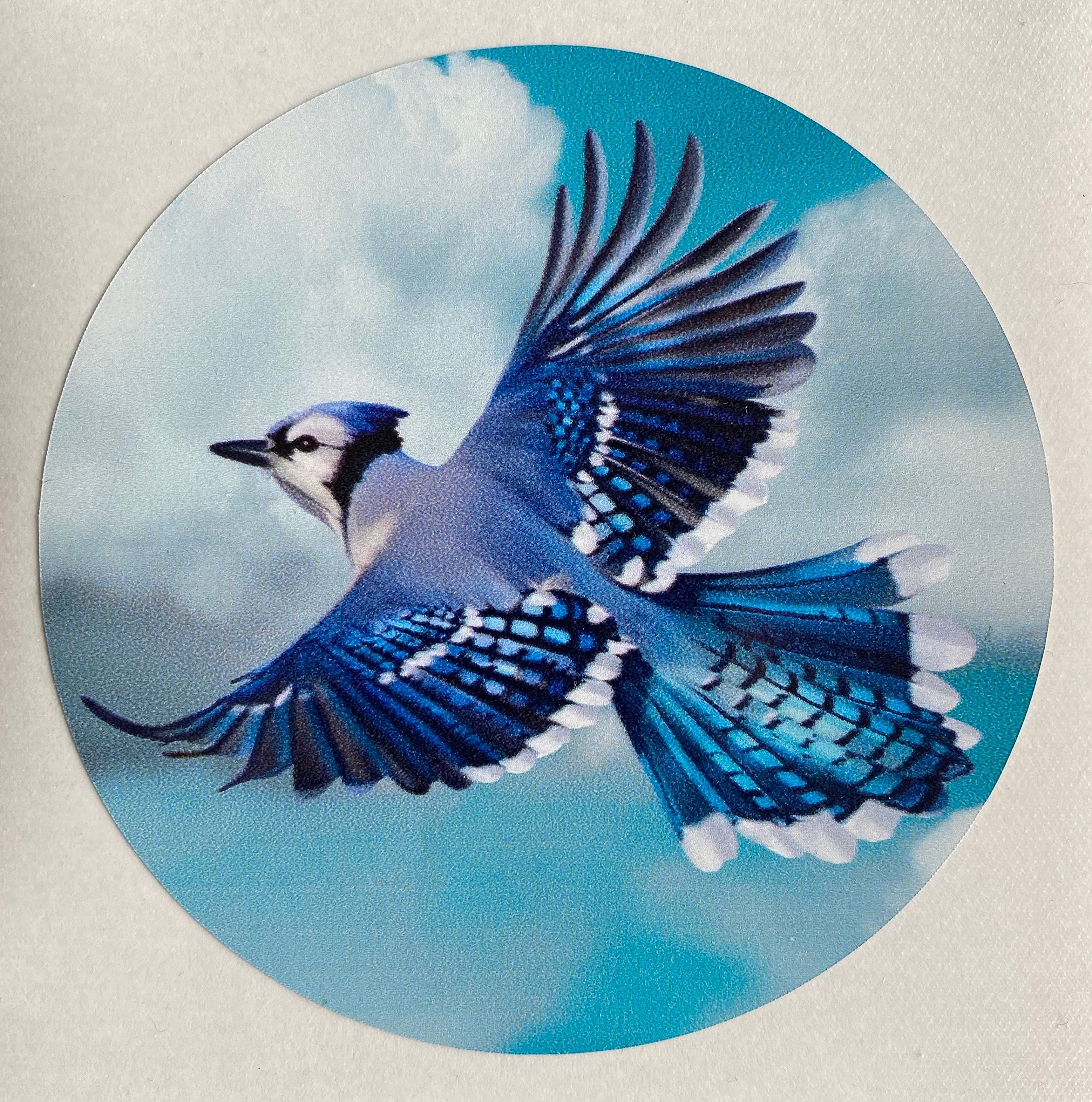 Retractable Screen Door Decals (Stickers) - 6 per Package - Keep Children Safe - Alert Birds, Dogs, Kids - Warn, Protect, Window Safety - Birds