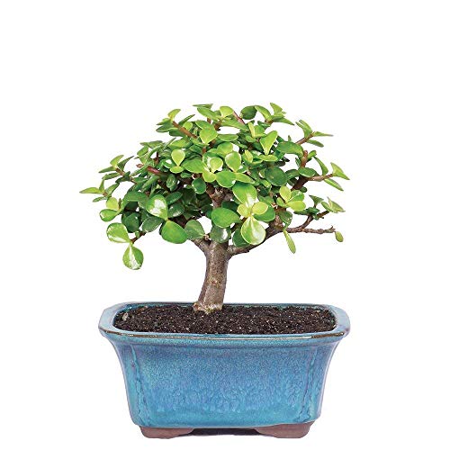 Brussel's Bonsai Live Dwarf Jade Indoor Bonsai Tree-3 Years Old 4" to 6" Tall with Decorative Container, Small