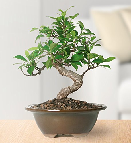 Brussel's Live Golden Gate Ficus Indoor Bonsai Tree - 4 Years Old; 5" to 8" Tall with Decorative Container