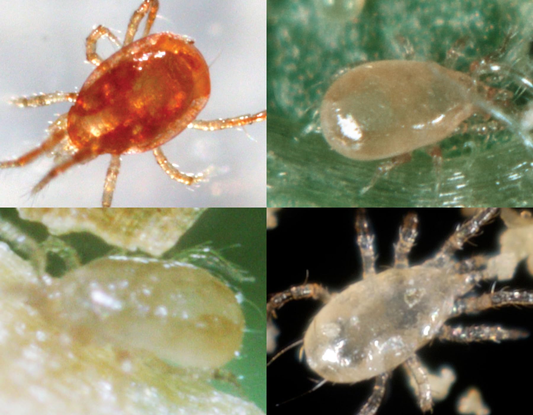4,000 Live Adult Predatory Mite Mix - Special Blend Mix - Triple Blend Mix