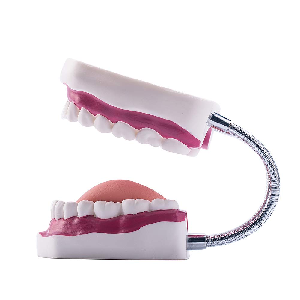 Easyinsmile Mouth Model for Speech Therapy 6 Times Enlarge Dental Tooth Brushing Model with Tube Bent Teeth Care