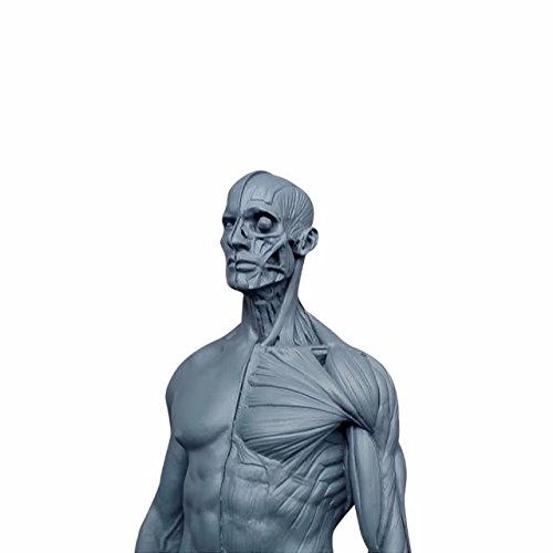 BoNew-Oral 30CM Human Anatomical Anatomy Skull Head Body Muscle Bone Resin Model