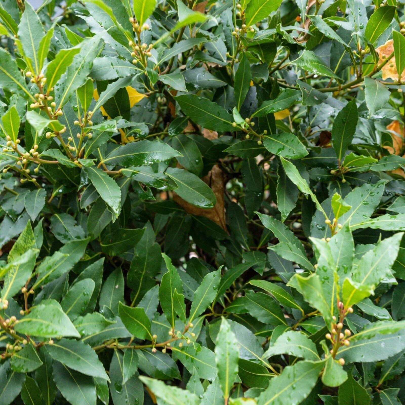 2 Live Plants Laurus Nobilis Bay Leaf Tree Bay Laurel Or Sweet Bay Plant 5 to 6 in Tall