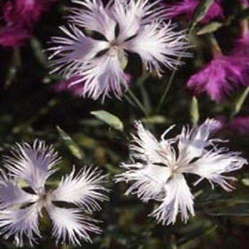 30 + Semi/Pack Dianthus Superbus White Garofano Semi di Fiori/Perenne/Grande Regalo