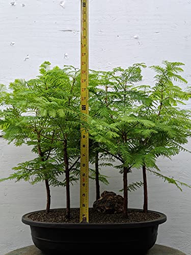 5 Tree Redwood Forest Bonsai Tree