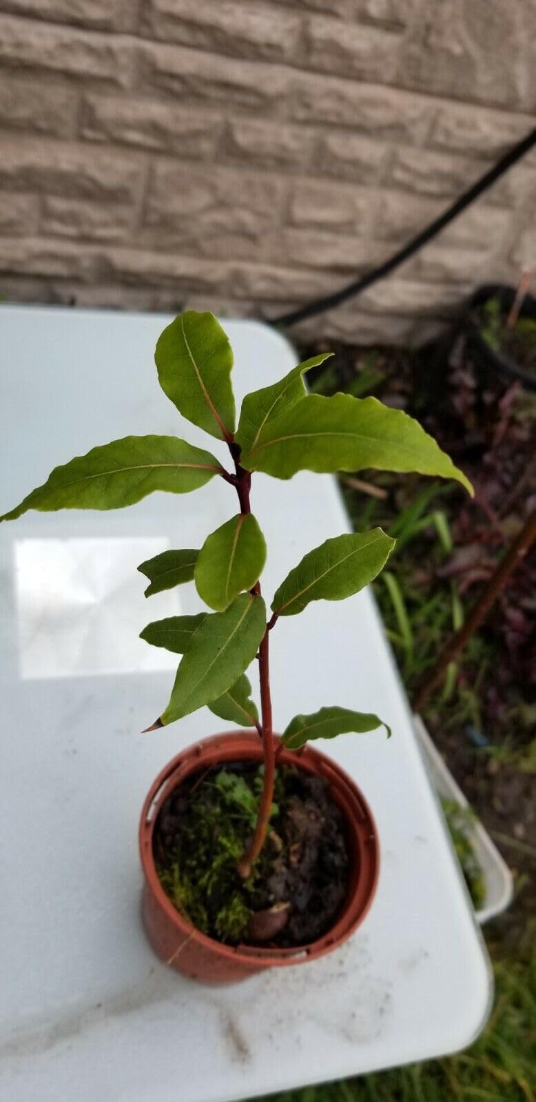 2 Live Plants Laurus Nobilis Bay Leaf Tree Bay Laurel Or Sweet Bay Plant 5 to 6 in Tall