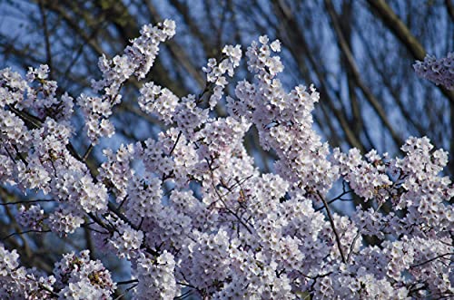 Bonsai Tree | Japanese Flowering Cherry | Seed Grow Kit | The Jonsteen Company