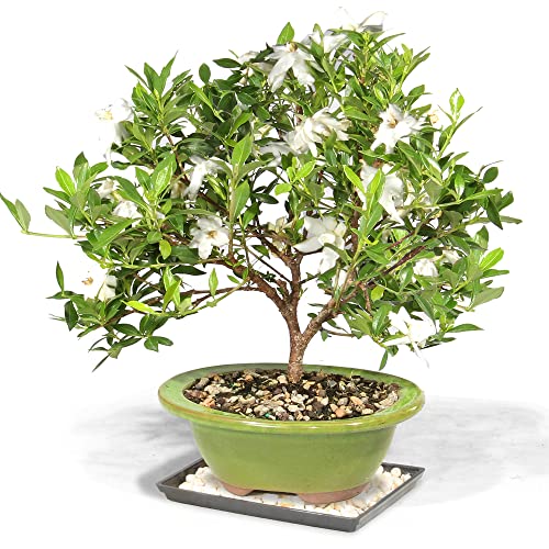 Brussel's Live Gardenia Outdoor Bonsai Tree - 8 Years Old; 8" to 12" Tall with Decorative Container, Humidity Tray & Deco Rock - Not Sold in Arizona