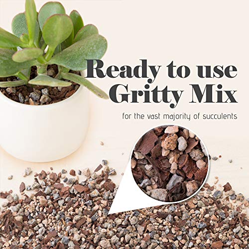 Bonsai Jack Succulent and Cactus Soil - Jacks Gritty Mix #111 - 2 Quarts β Fast Draining β Fight Root Rot β Optimized pH