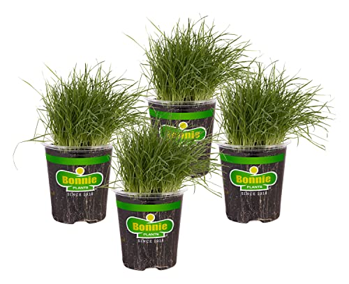 Bonnie Plants Pet Grass Live Edible Plant - 4 Pack, Pet Friendly, Great For Dogs & Cats, Perfect For Indoors
