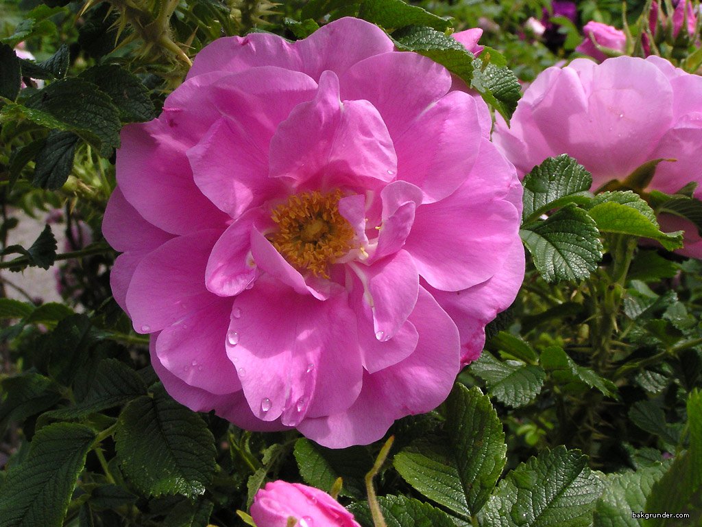 25 semi di rosa rosa Rugosa!