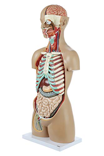 Axis Scientific 18-Part Premium Unisex Human Torso Model | Detailed Life-Size Human Body Model has 18 Removable Human Organs | Includes Detailed Product Manual