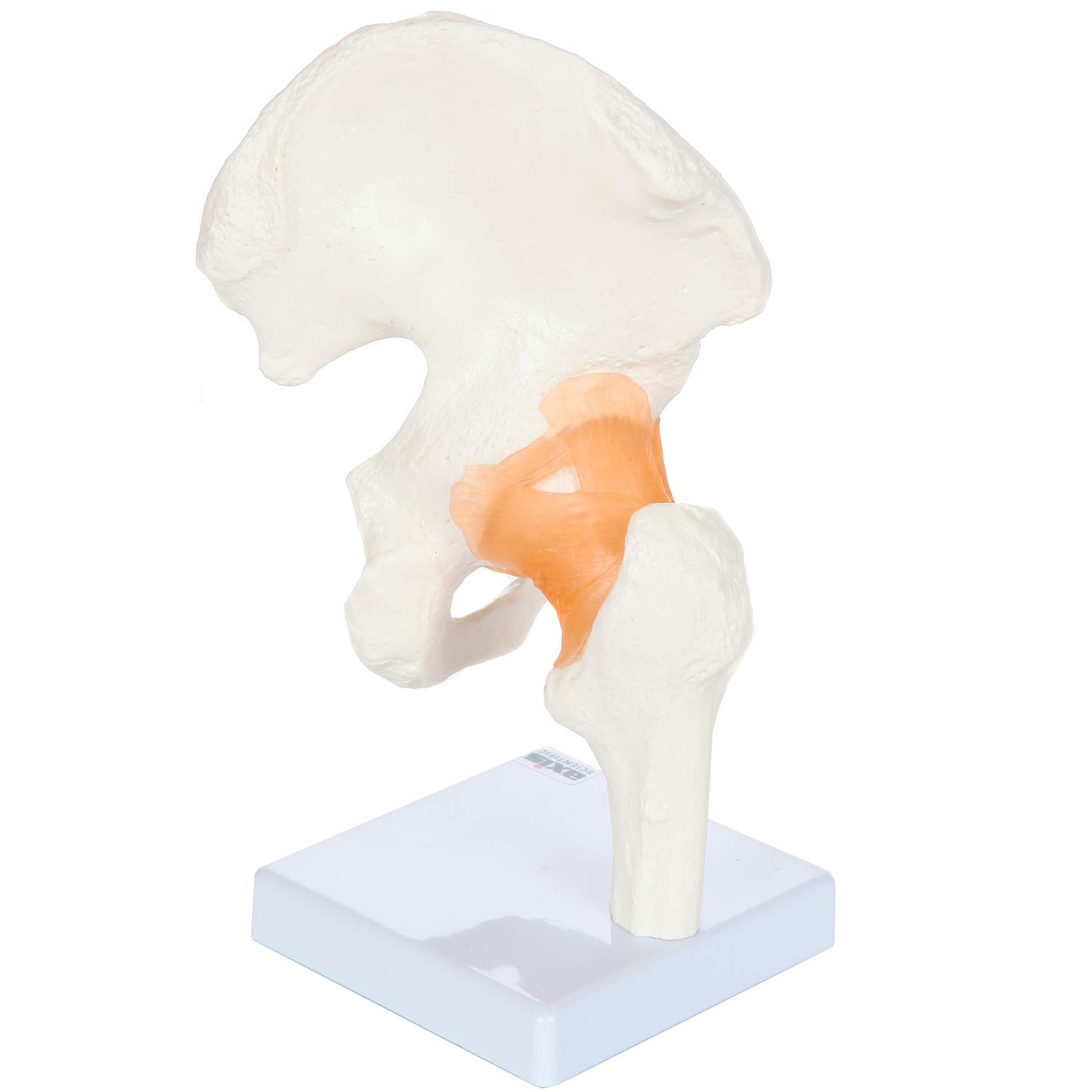 Axis Scientific Life Size Human Hip Bone Anatomy Model β Premium Hip Joint Anatomy Model for Medical Students with Flexible Ligaments and Bony Landmarks β Includes Base, Includes Product Manual
