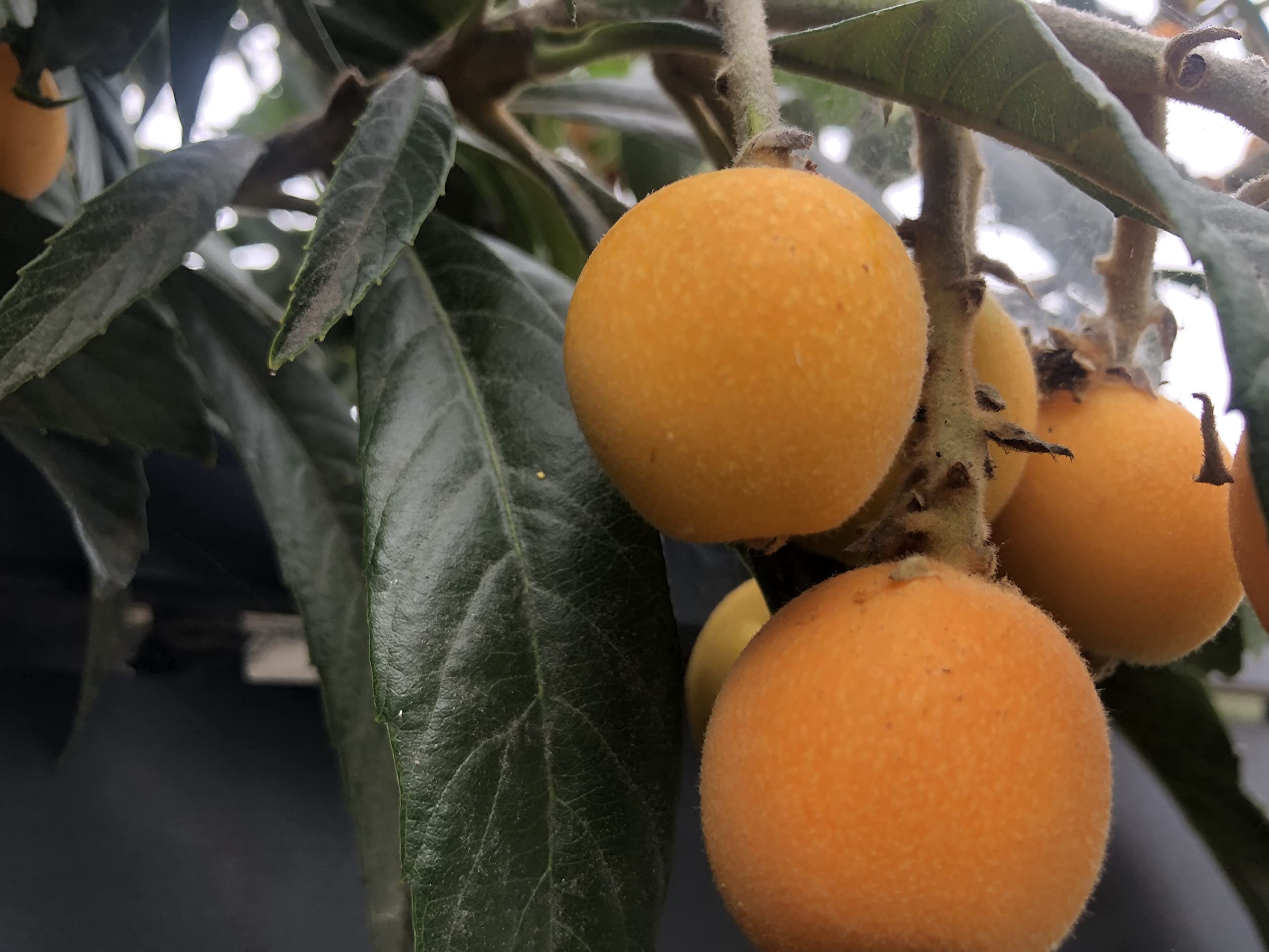 2 Packages of Loquat Fruit Eriobotrya Japonica Seeds - 5 Seeds Per Package