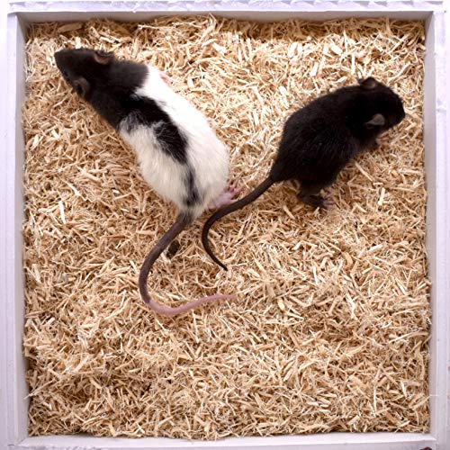 MiceDirect 20 Small Rats: Fresh Fast Frozen Food for Corn Snakes, Ball Pythons, Lizards