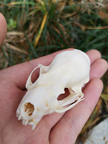 yllxyr.Asahi Weasel Skull Taxidermy Supplies Art Bone Vet Medicine 1:1