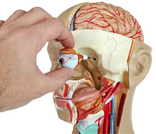 Axis Scientific 18-Part Premium Unisex Human Torso Model | Detailed Life-Size Human Body Model has 18 Removable Human Organs | Includes Detailed Product Manual