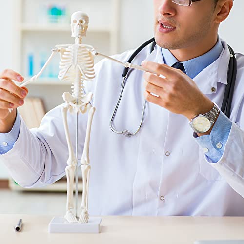 Aliwovo Skeleton Model Anatomy Mini Human Anatomical Skeleton Medical Education Study 17.7"Model with Colorful Manual and Exquisite Packaging