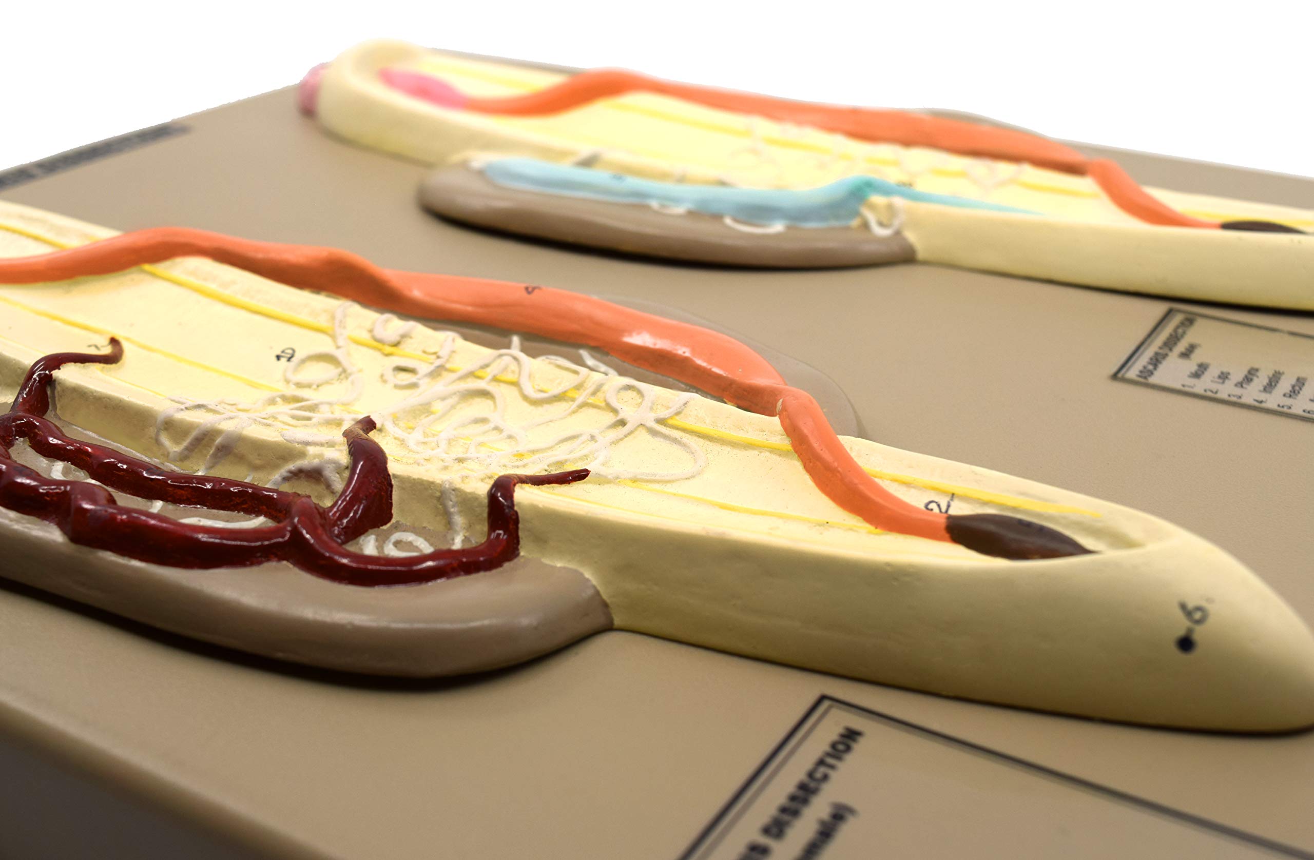 EISCO Ascaris Model, Male & Female - Enlarged, Dissection with Hand Painted Details - Mounted on Base, 14" x 13"