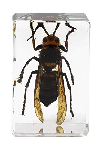 Celestron – Real 3D Bugs in Clear Resin – 4pc Set Includes Wasp, Ant, Chafer, and Beetle Specimens – Perfect for Science Eduction and Classroom – Use with Digital and Stereo Microscopes