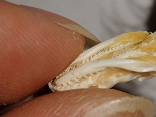 Real Snake Skeleton Animal Specimen in Science Classroom Specimens for Science Education