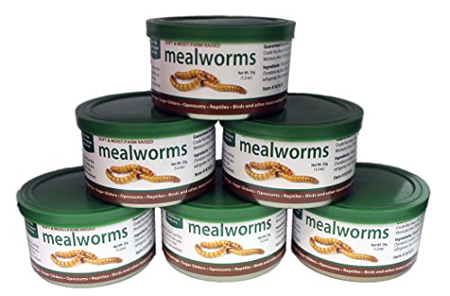 Canned Mealworms (1.2 oz. 6 Pack) - Healthy High Protein Insect Treat - Hedgehogs, Sugar Gliders, Reptiles, Wild Birds, Chickens, Lizards, Bearded Dragons, Skunks, Opossums, Fish, Amphibians, Turtles