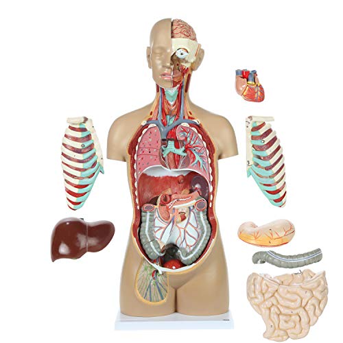 Axis Scientific 18-Part Premium Unisex Human Torso Model | Detailed Life-Size Human Body Model has 18 Removable Human Organs | Includes Detailed Product Manual