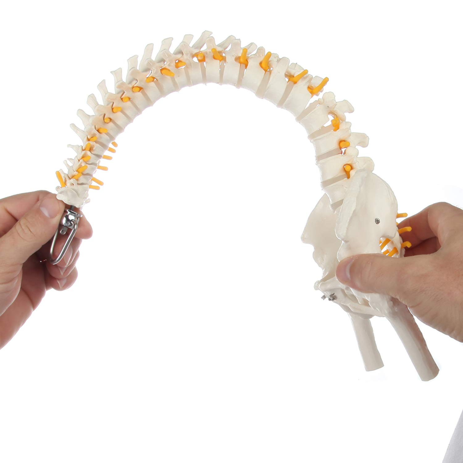 Axis Scientific 15.5" Mini Spine Model with Vertebrae,Nerves,Arteries, Lumbar Column,Male Pelvis - Human Anatomy Model for Education & Study - Includes Stand/Product Manual - Plastic Spine Model