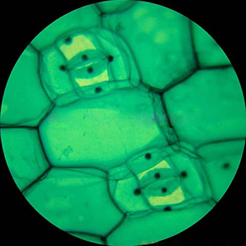 AmScope B100B-MS Compound Binocular Microscope, 40X-2000X Magnification, Brightfield, Tungsten Illumination, Abbe Condenser, Mechanical Stage