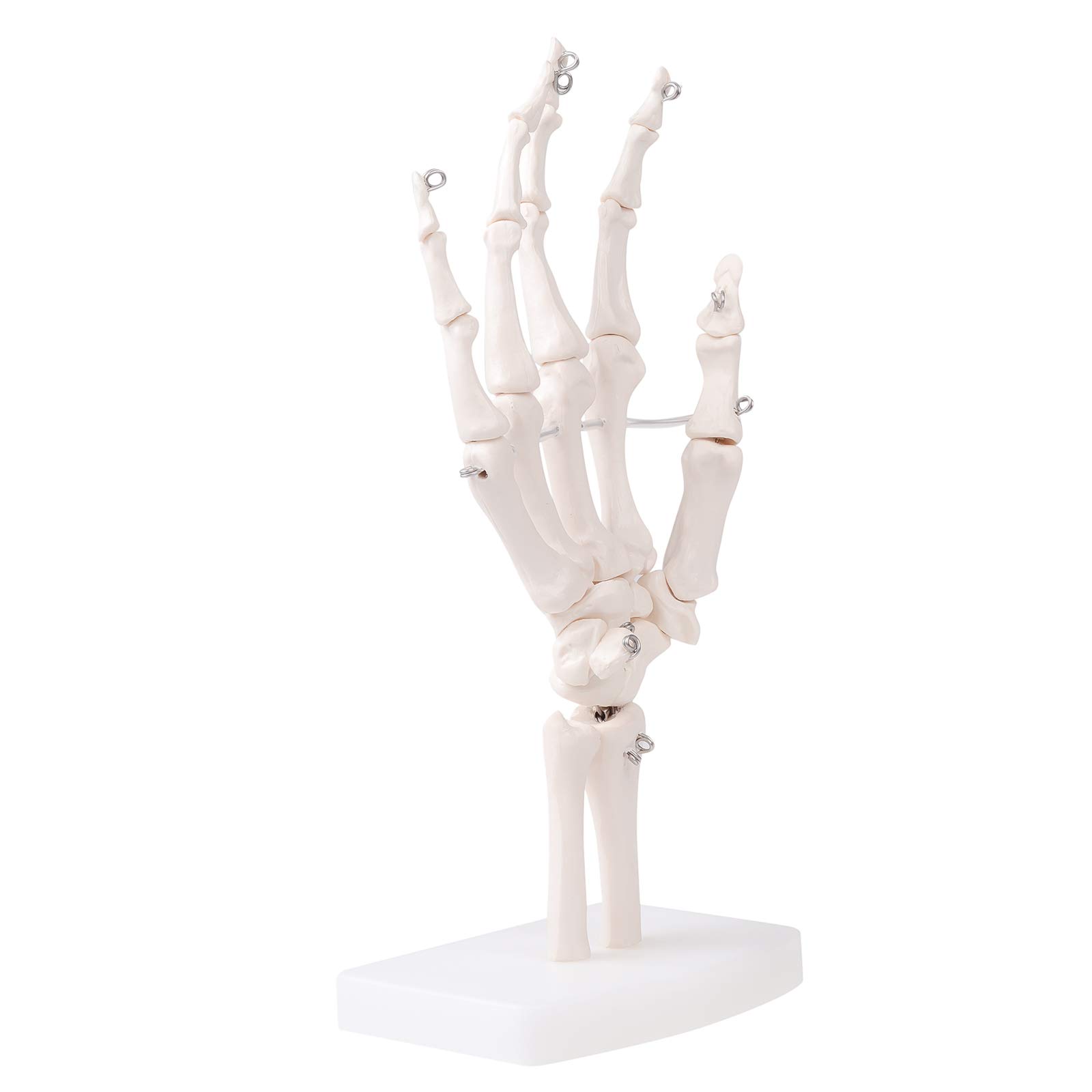 Hand Joint Anatomical Model Skeleton Model Human Medical Anatomy Life Size Educational Hand Bone Mold Anatomical Hand