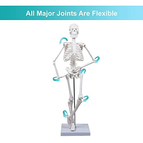 Aliwovo Skeleton Model Anatomy Mini Human Anatomical Skeleton Medical Education Study 17.7"Model with Colorful Manual and Exquisite Packaging