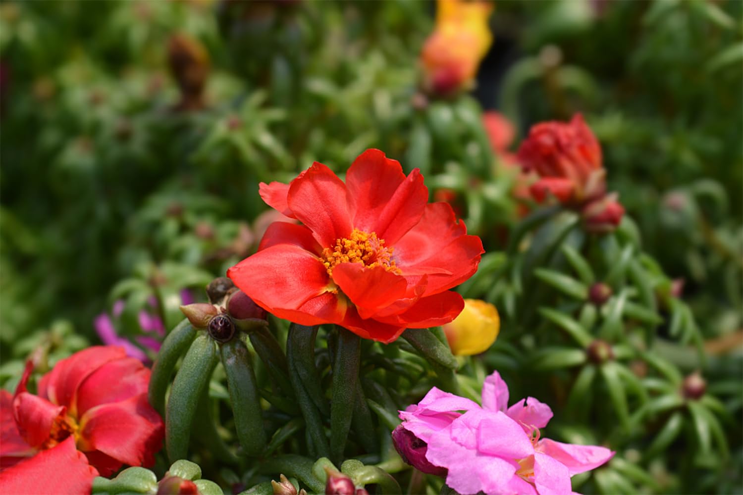 2000+ Moss Rose Seeds for Planting Outdoor Rare Purslane Seeds Succulent Ground Cover Plant Portulaca Oleracea Seeds