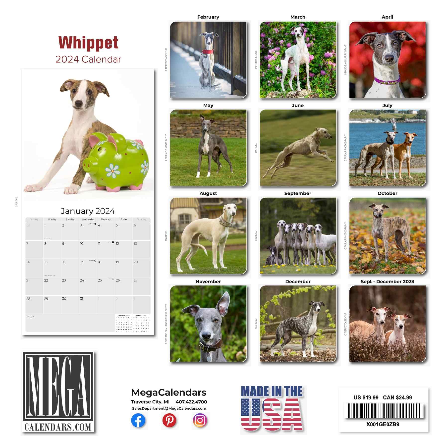 2023 2024 Whippet Calendar - Dog Breed Monthly Wall Calendar - 12 x 24 Open - Thick No-Bleed Paper - Giftable - Academic Teacher's Planner Calendar Organizing & Planning - Made in USA