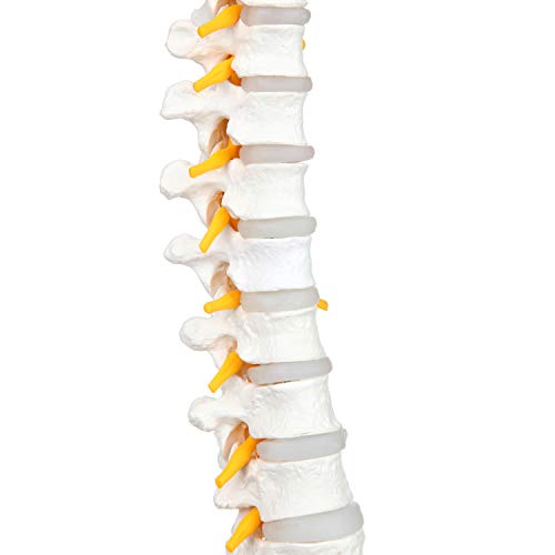 Axis Scientific Full Size Ultra Flexible Spine Model with Removable Femur Heads - Comprehensive Spine Anatomy Model with Nerves, Ideal for Chiropractic Practice and Medical Education