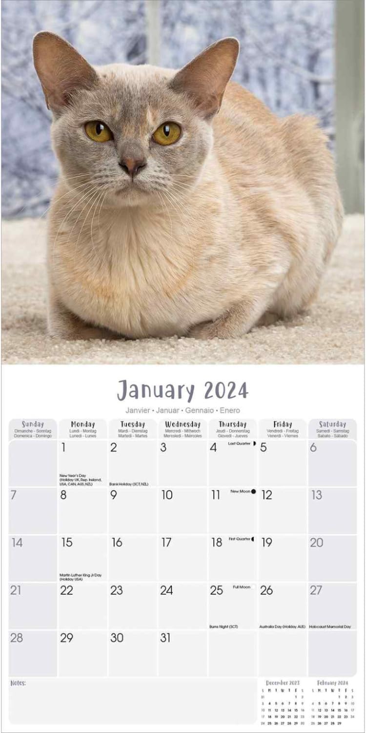 2023 2024 Burmese Cats Calendar - Cute Animal Monthly Wall Calendar - 12 x 24 Open - Thick No-Bleed Paper - Giftable - Academic Teacher's Planner Calendar Organizing & Planning