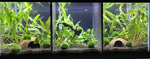 Lifewithpets 20 Gallon Long Aquarium Tank Divider. Check Compatible Tank Below.