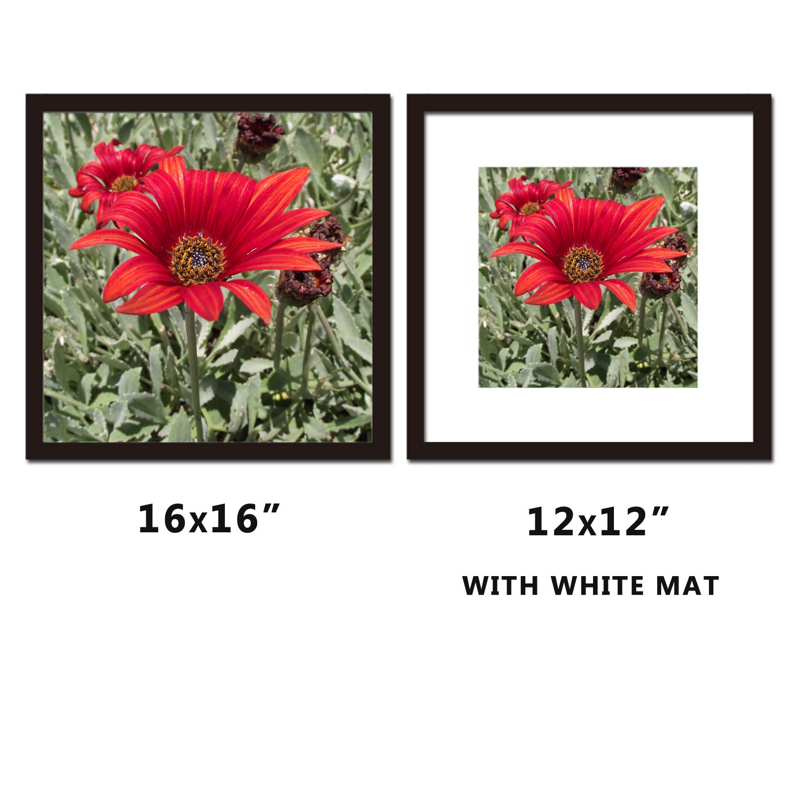 16x16 Picture Frame Black Solid Wood for Mat 12x12 Wall Mounting Square Poster Photo Frames…