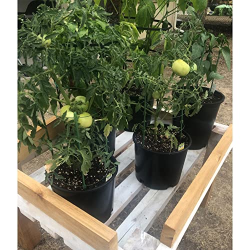 Adjustable Tomato Cage,36" Plant Support Garden Plant Stakes Cucumber Trellis with 4 Adjustable Ring for Climbing Plants Vegetables,Flowers,Fruit,Rose Vine Climbing Plants(6 Pack)