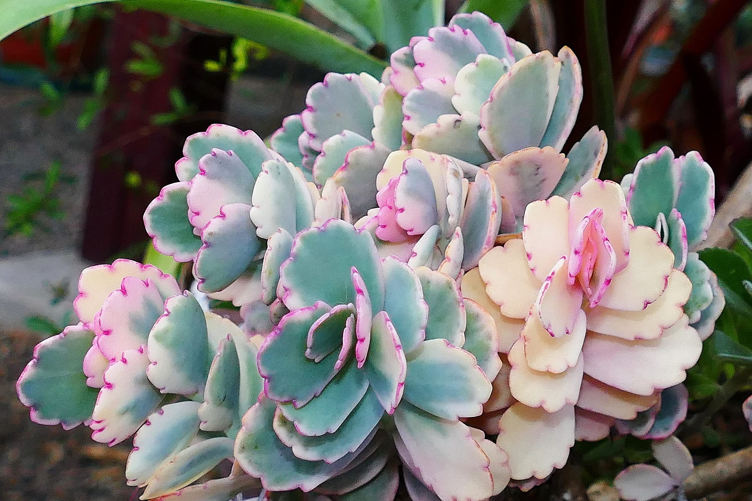 2 Hardy Lavender Kalanchoe Plants Live Succulent Plants Butterfly Bareroots to Grow Indoor 2 Inc