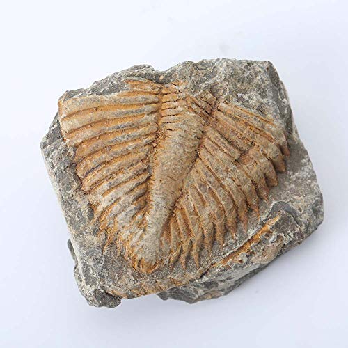 Set of 5 Authentic Arthropod Real Trilobite Tail Fossil Rocks Kit Come 450 Million Years ago for Collections and Education