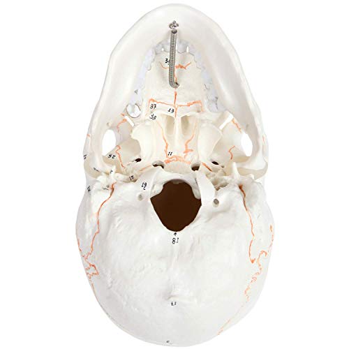 Axis Scientific Numbered Human Skull Model Bundle, 3 Part Life Size Replica, Removable Calvarium (Skull Cap), Mandible (Jaw) and 55 Numbered Features, Includes Detailed Study Guide